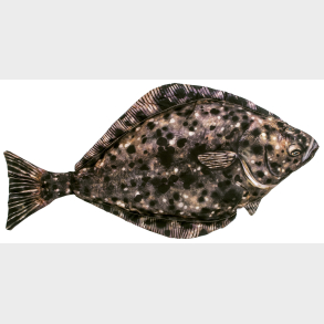 Samelue - Kopi av Samiske Luer